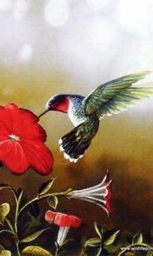 Poema "Colibrí" por Jaiah | Poematrix