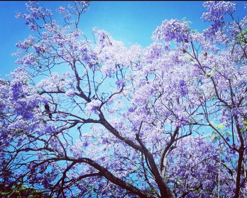 Poema "Jacaranda . ( Lienzos ) ." por Celeste Alma | Poematrix